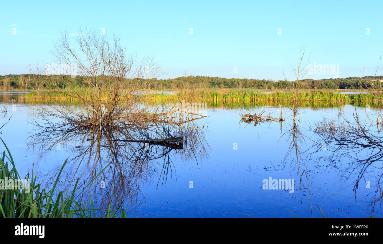 Evening summer lake landscape with plants reflections on water surface ...