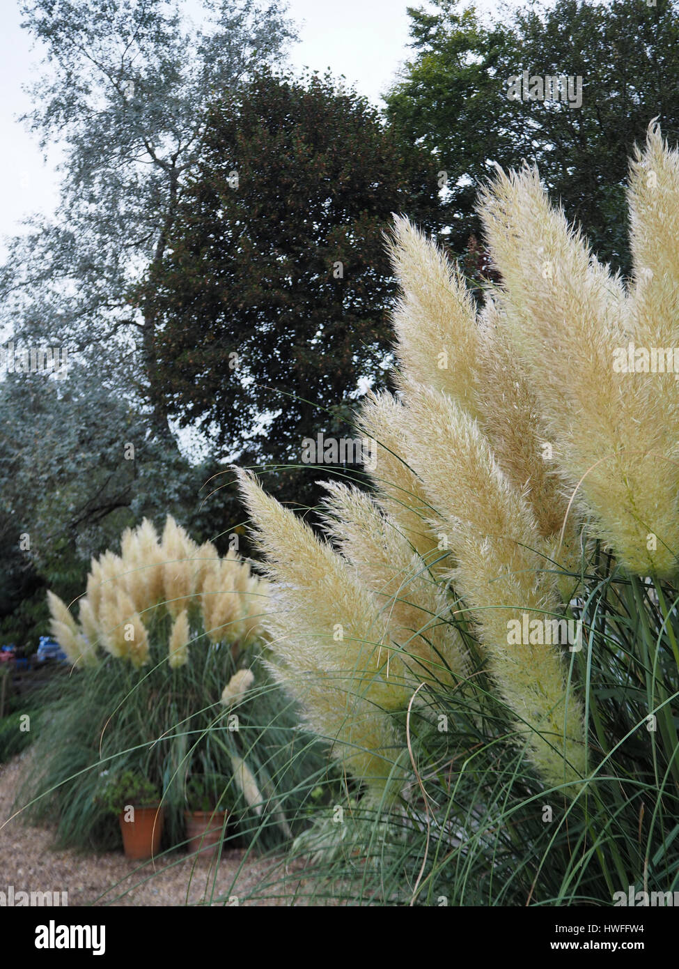 Pampas grass texture hi-res stock photography and images - Alamy