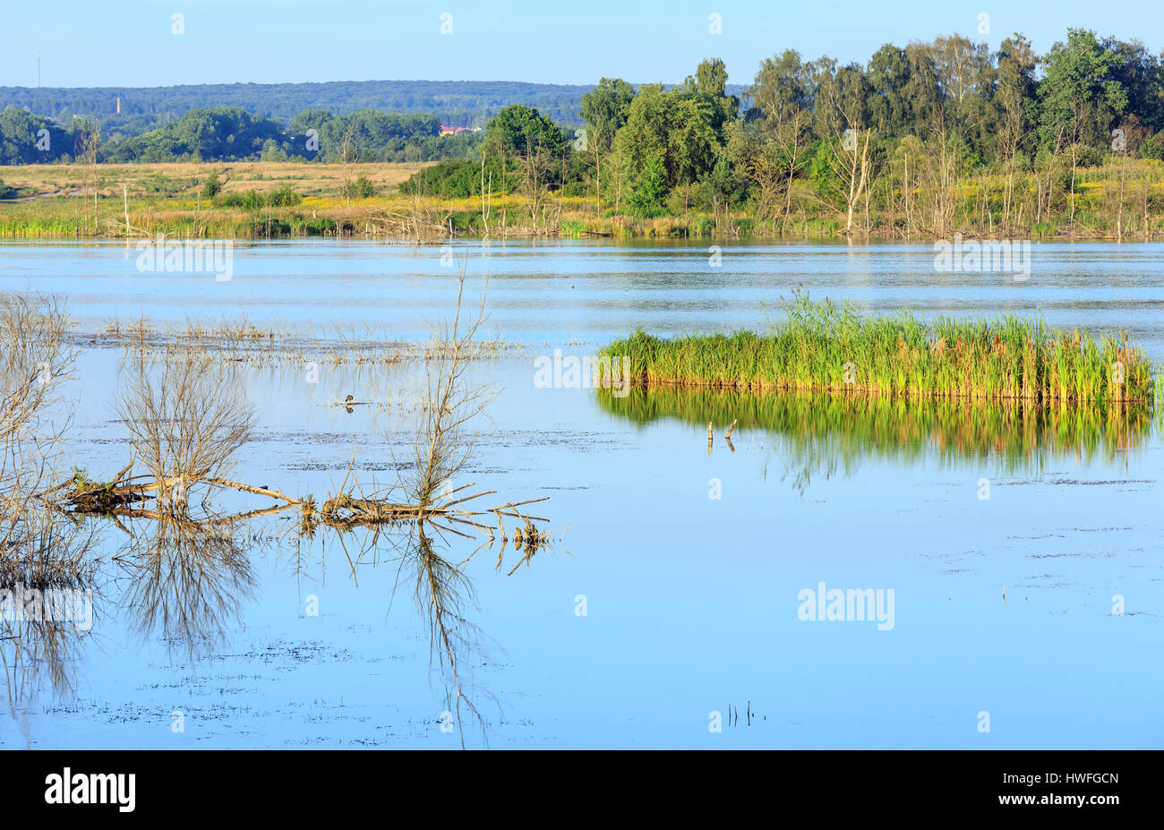 Evening summer lake landscape with plants reflections on water surface ...