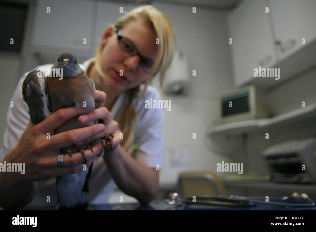 Inspection pigeons hi-res stock photography and images - Alamy