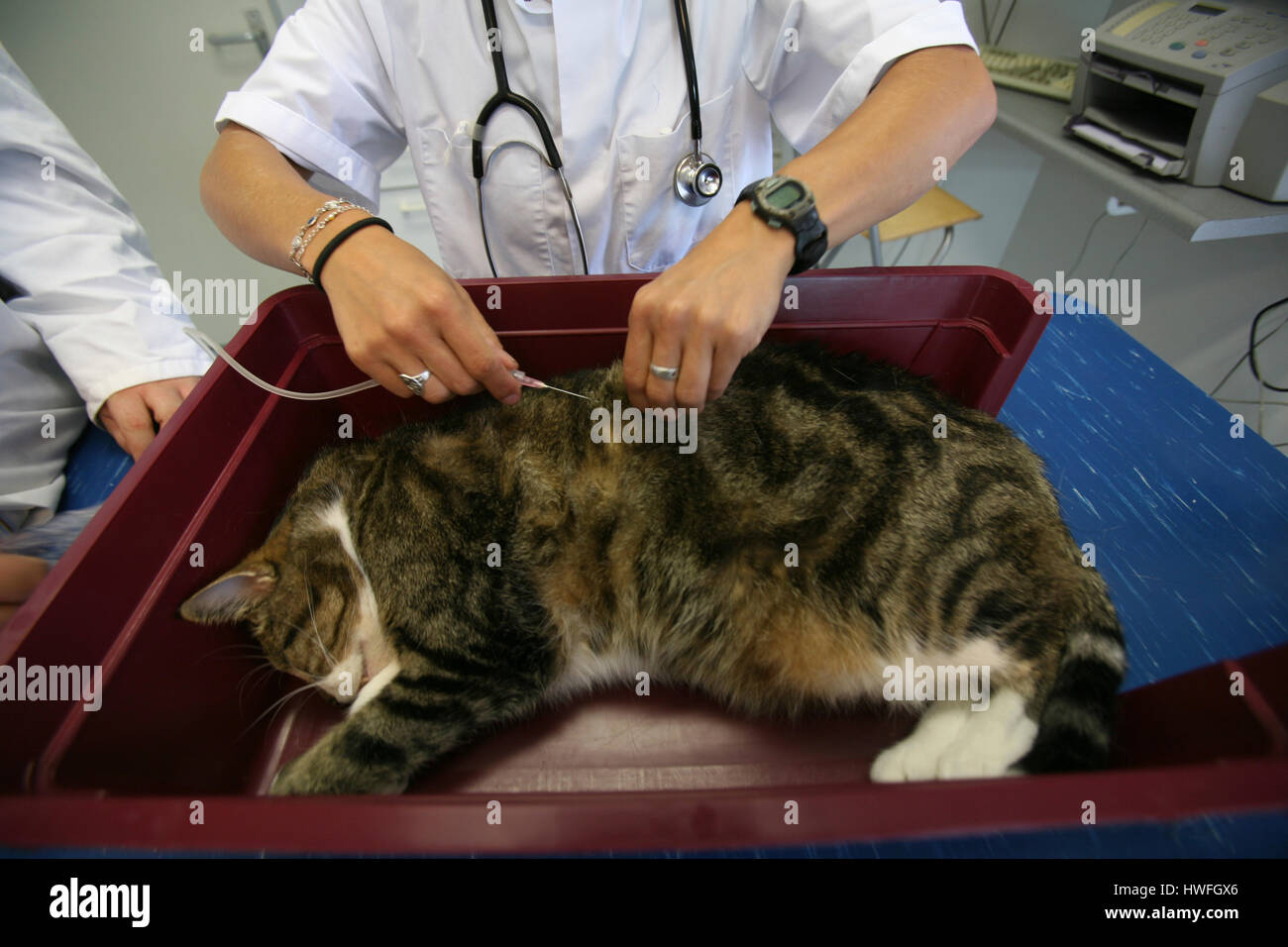 animal doctor at work in her clinic Stock Photo - Alamy