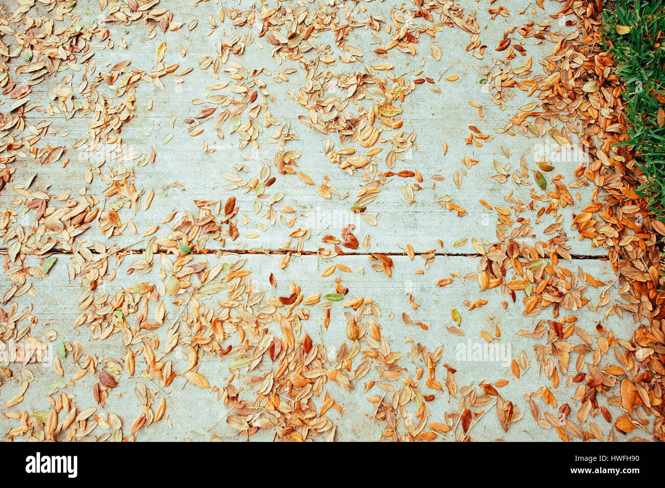 A grassy path with fall leaves that fell from a tree Stock Photo - Alamy