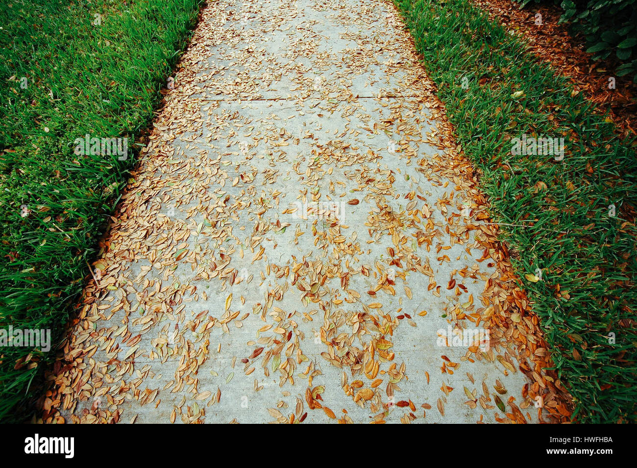 A path with fallen leaves and grass Stock Photo - Alamy