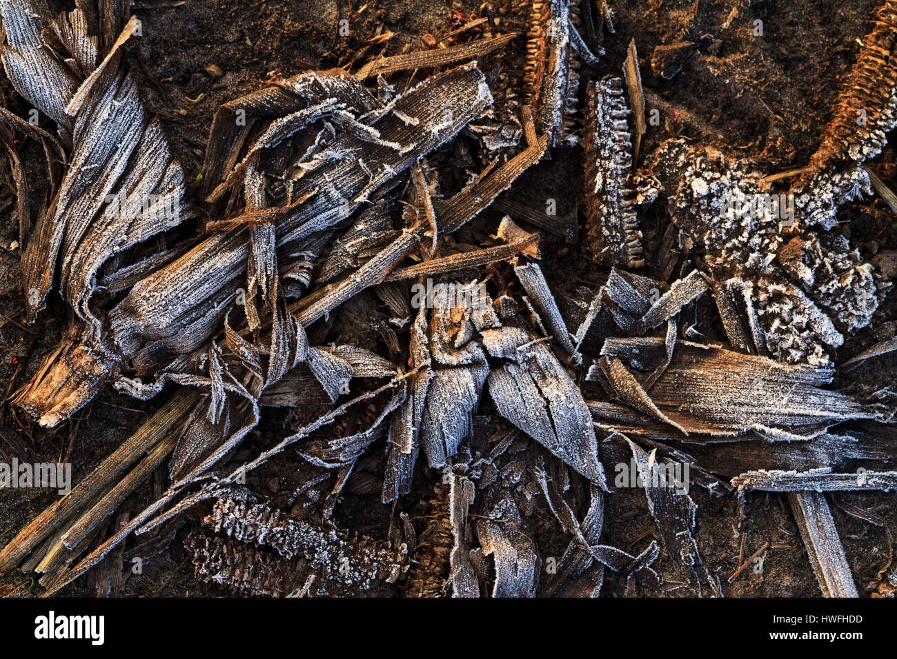 Dead crops hi-res stock photography and images - Alamy