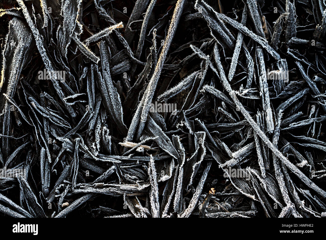 burned black texture covered with frost,texture, black, covered with ...