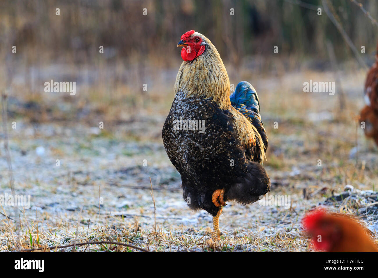 rooster neck with a gold standing on one leg,symbol of the year 2017 ...
