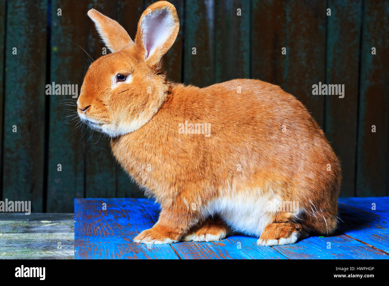 beautiful festive red rabbit,celebration, Easter, Easter Bunny, the ...