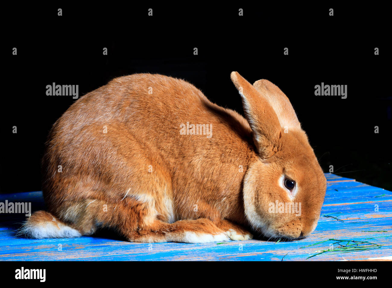 Festive red rabbit on a black background,celebration, Easter, Easter ...