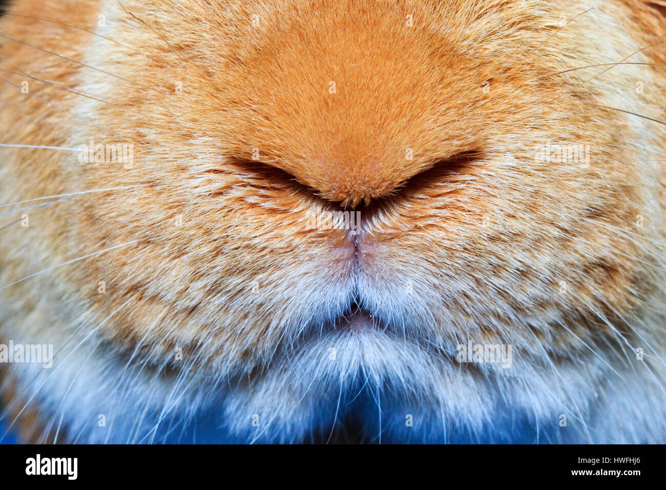 nose red rabbit,celebration, Easter, Easter Bunny, the symbol of the ...