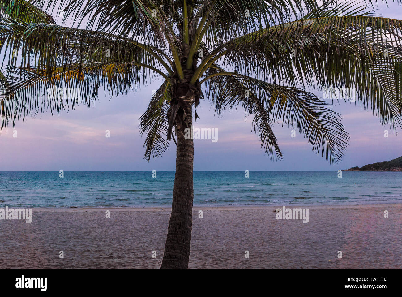 Tree Standing Alone Desert High Resolution Stock Photography and Images ...