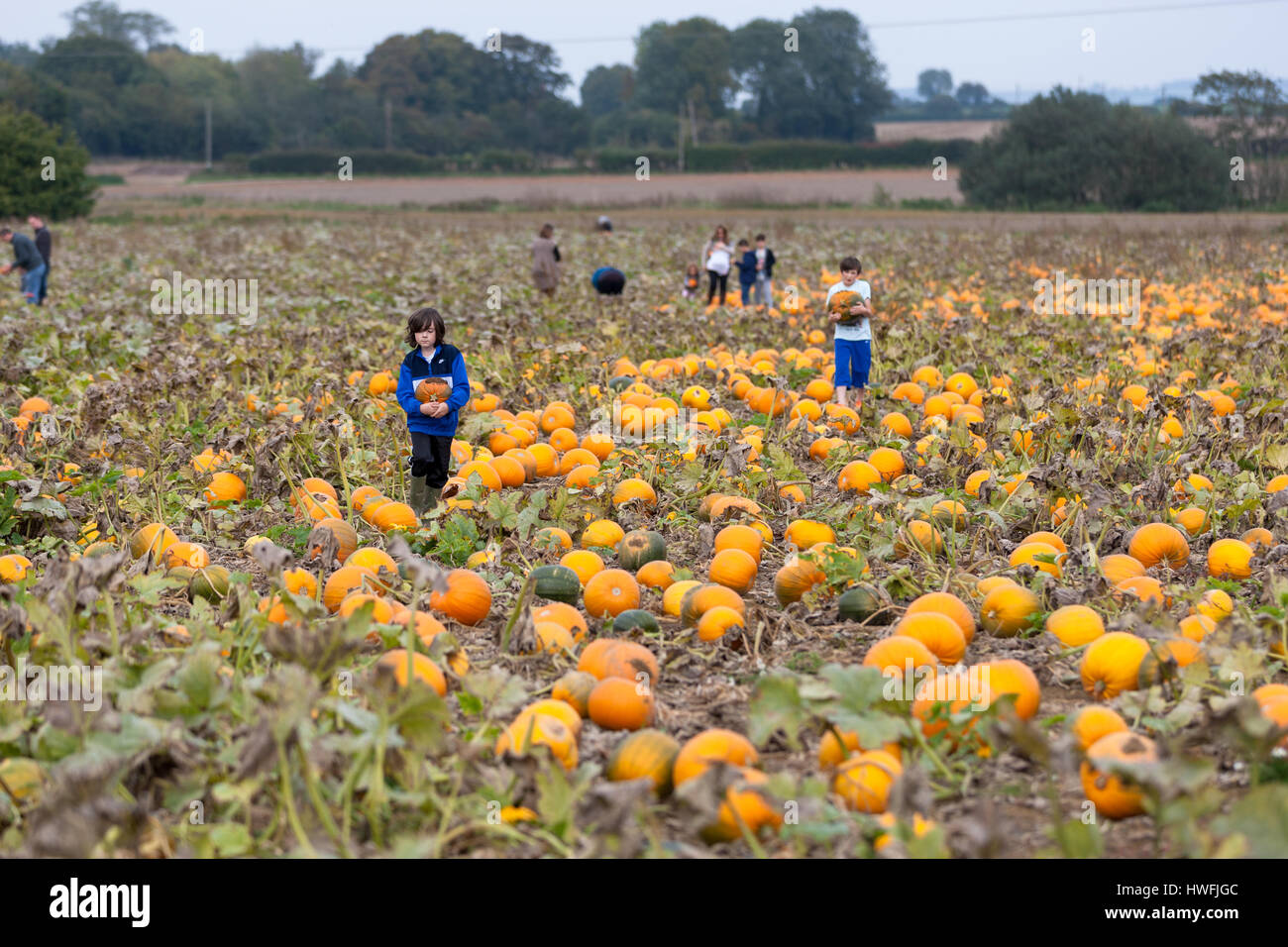 Boy picking pumpkins hi-res stock photography and images - Alamy