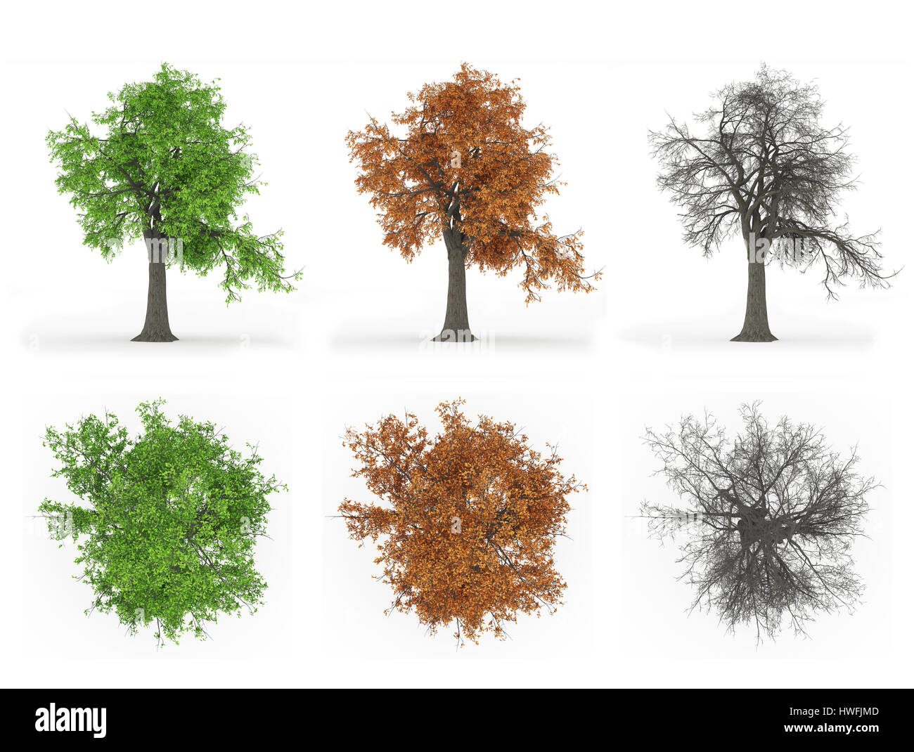 Winter ash tree Cut Out Stock Images & Pictures - Alamy