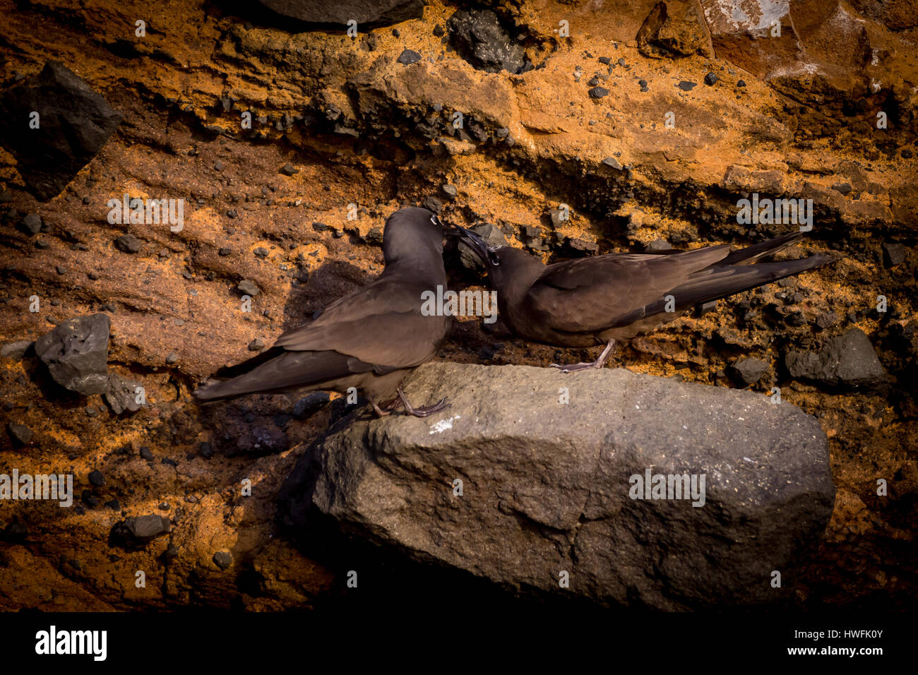 A pair of Brown Noddy Terns (Anous stolidus) standing on the rocky ...