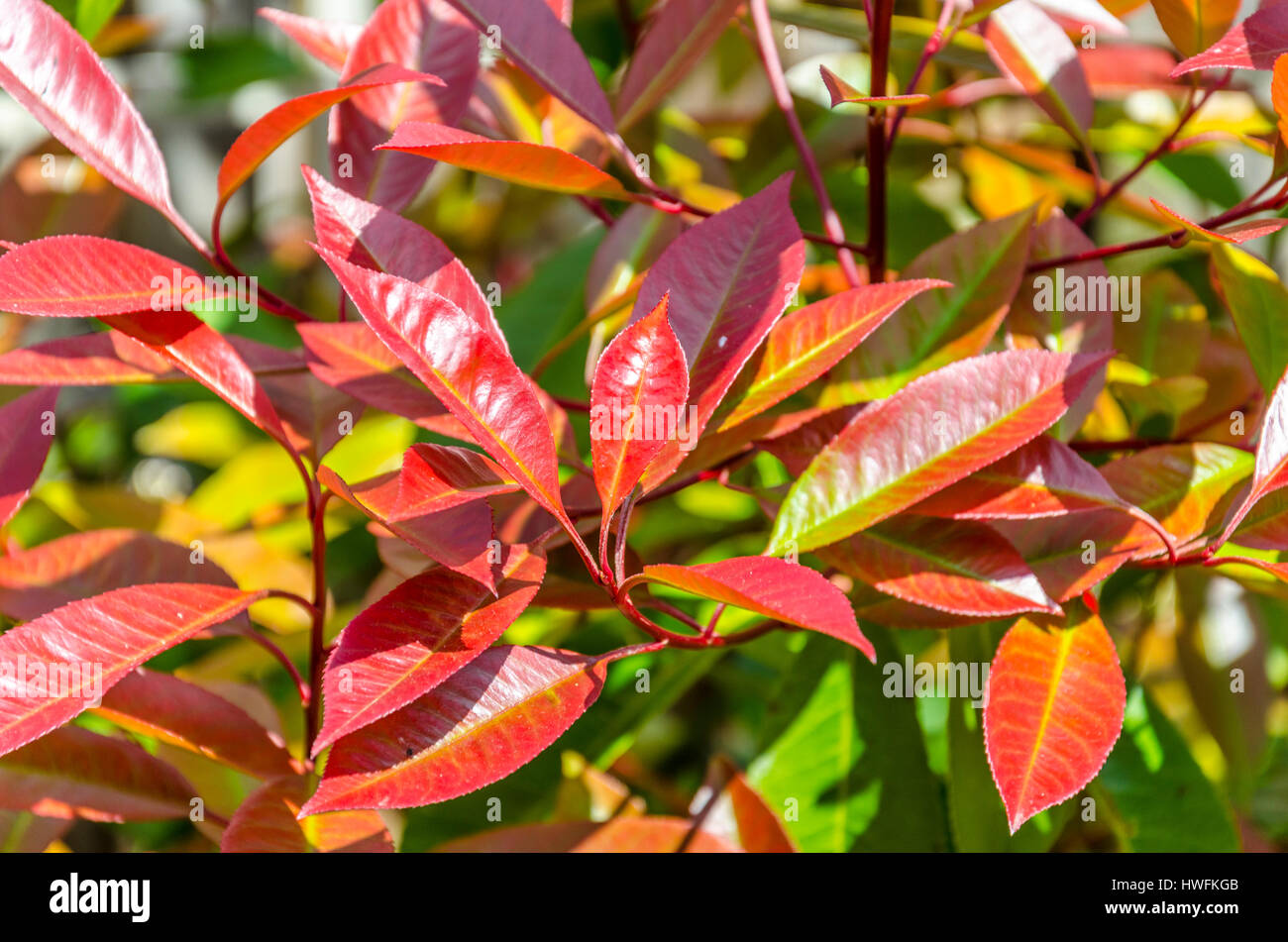 Photinia red robin shrub hi-res stock photography and images - Alamy