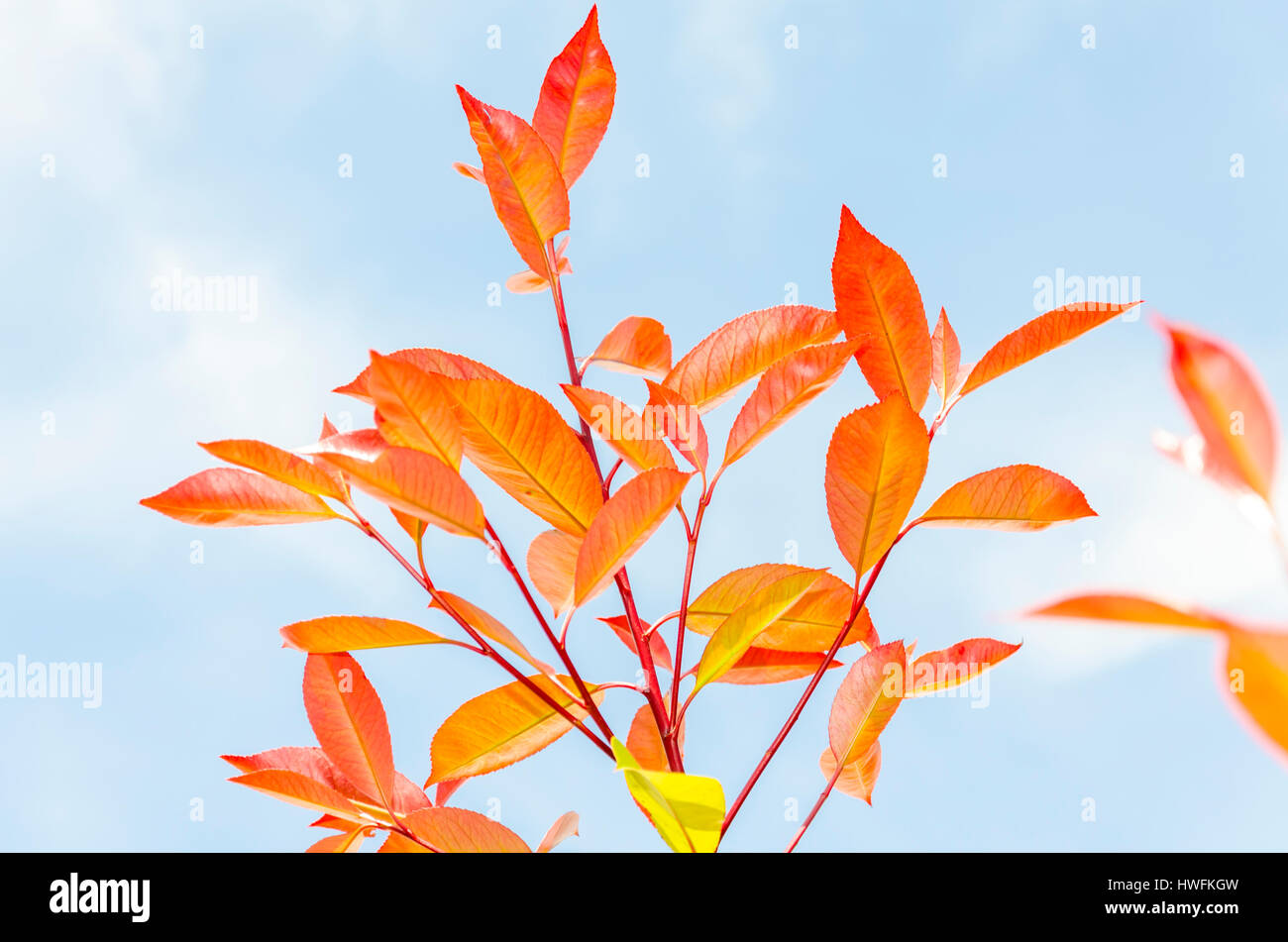 Photinia red robin shrub hi-res stock photography and images - Alamy