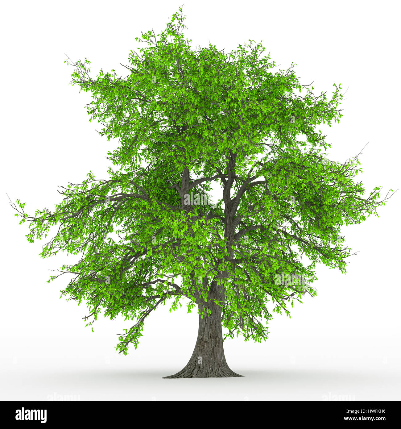 High tree treetop hi-res stock photography and images - Alamy