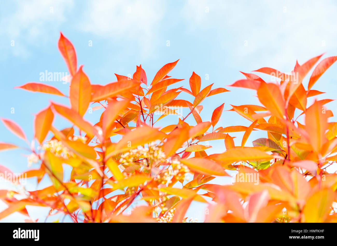 Photinia red robin hedge hi-res stock photography and images - Alamy