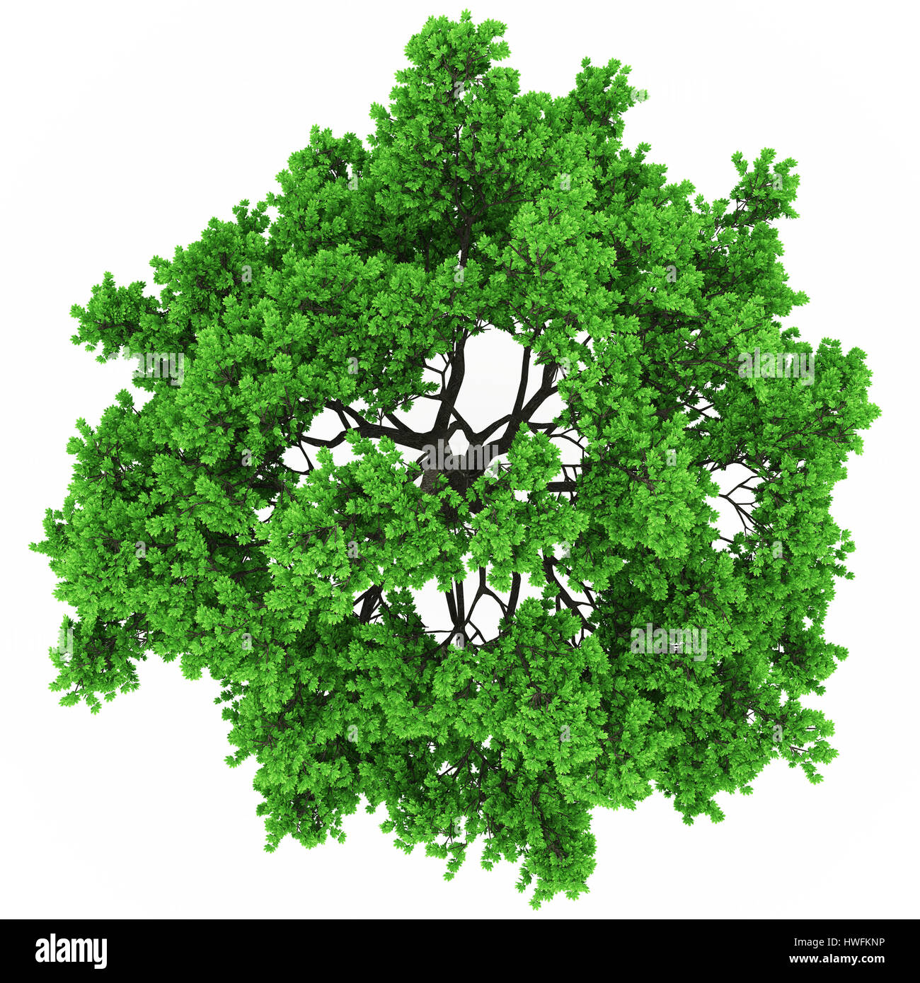 tree top view Stock Photo - Alamy