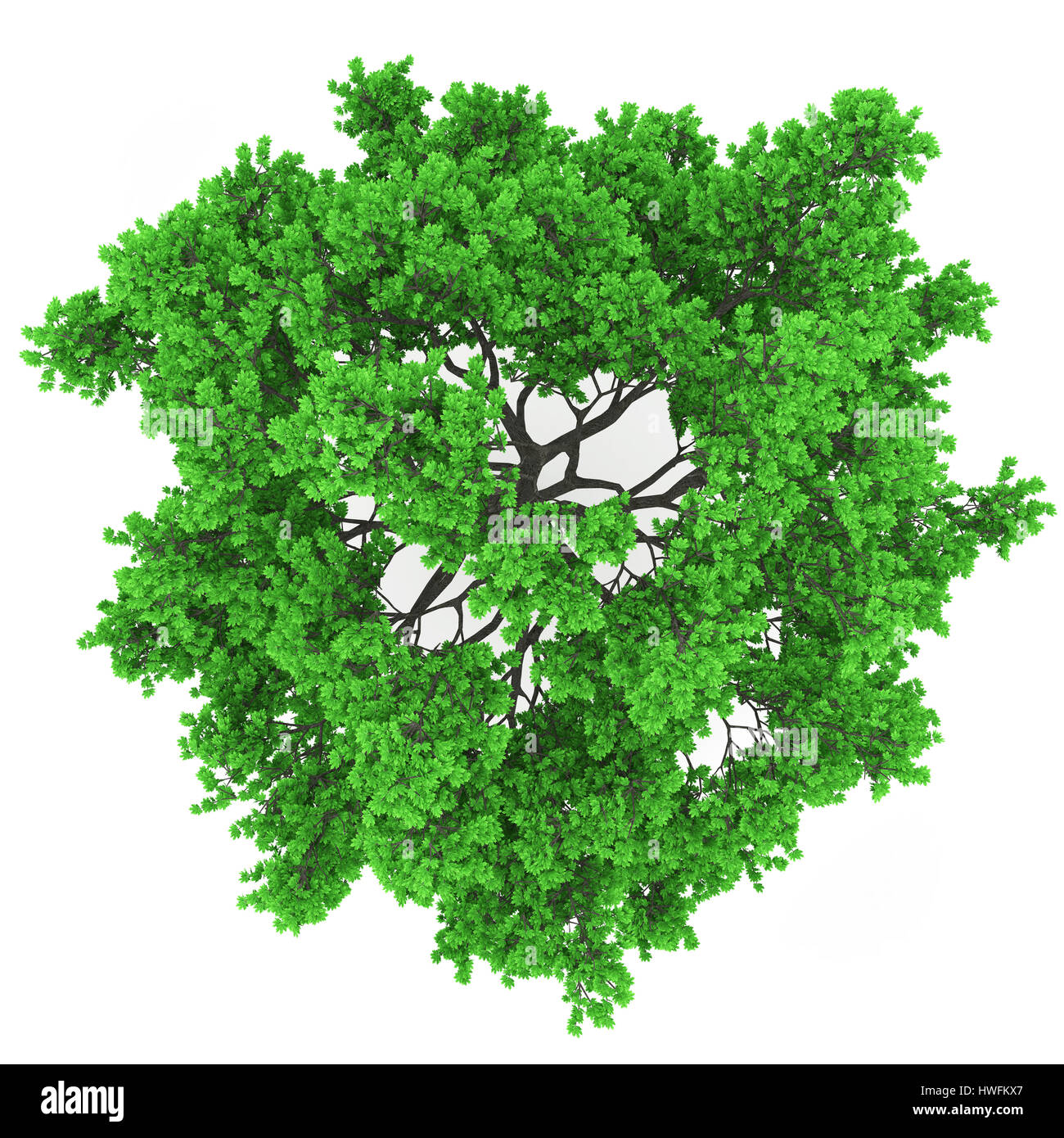 Tree top view hi-res stock photography and images - Alamy