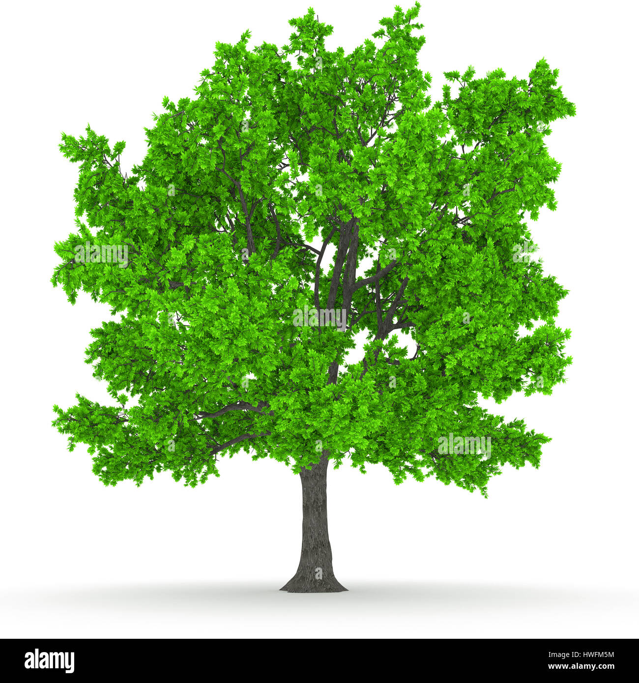 Tree definition hi-res stock photography and images - Alamy