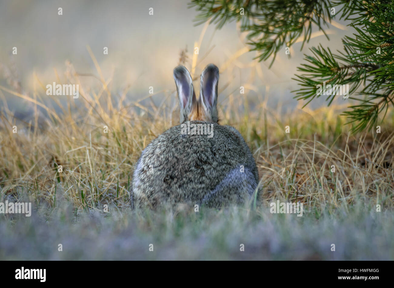 Grumpy wild bunny rabbit sitting with his back to the camera. Perfect ...
