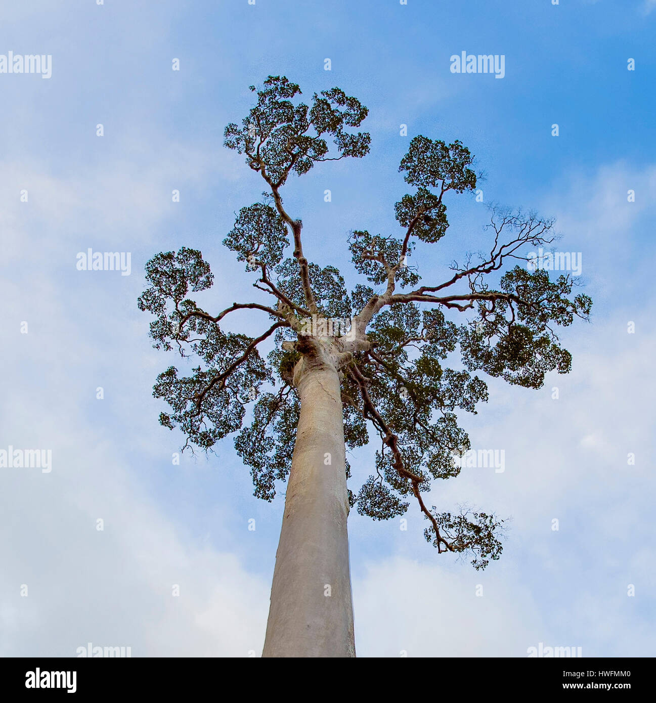 The crown of the giant tree Koompassia excelsa (also known as Tualang ...