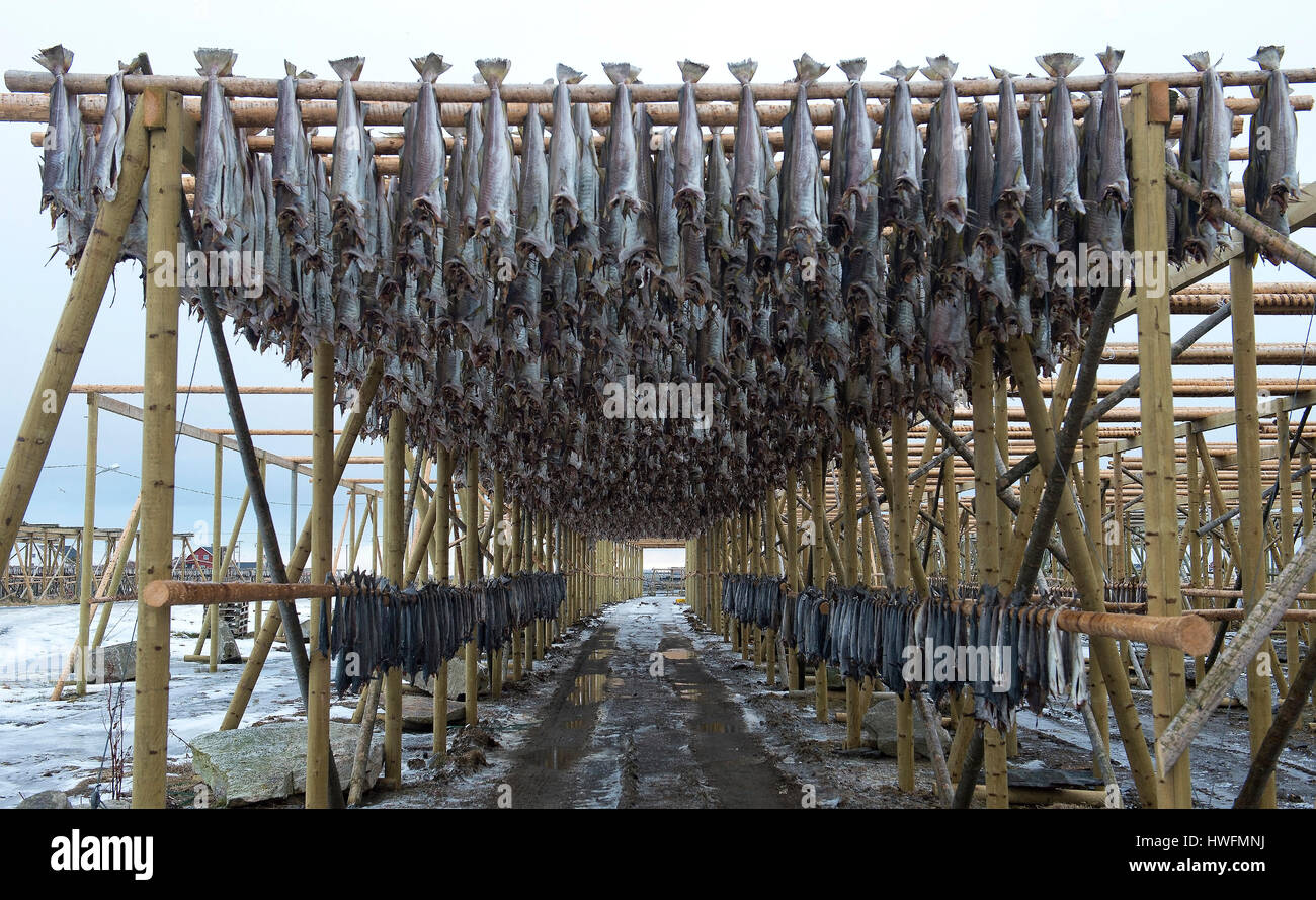 Cod drying on racks for making stockfish at Röst, Lofoten, Norway in ...
