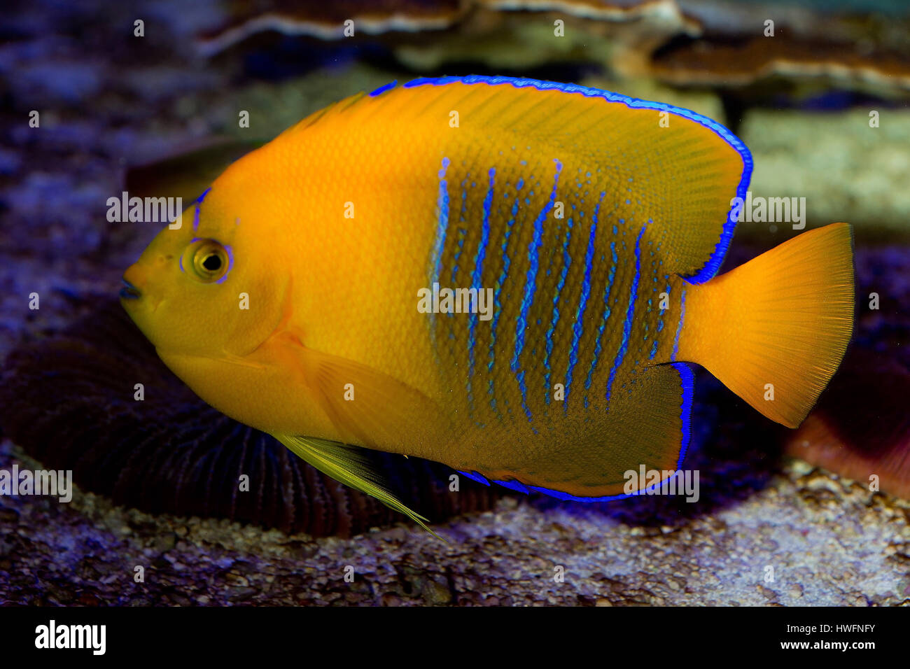 Clipperton Angelfish