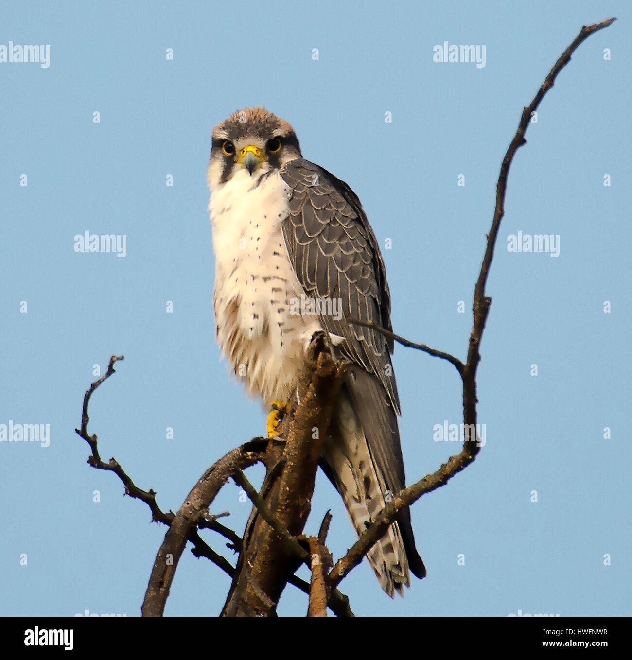Lanner falcon (Falco biarmicus) from Lake Nakuru, Kenya Stock Photo - Alamy