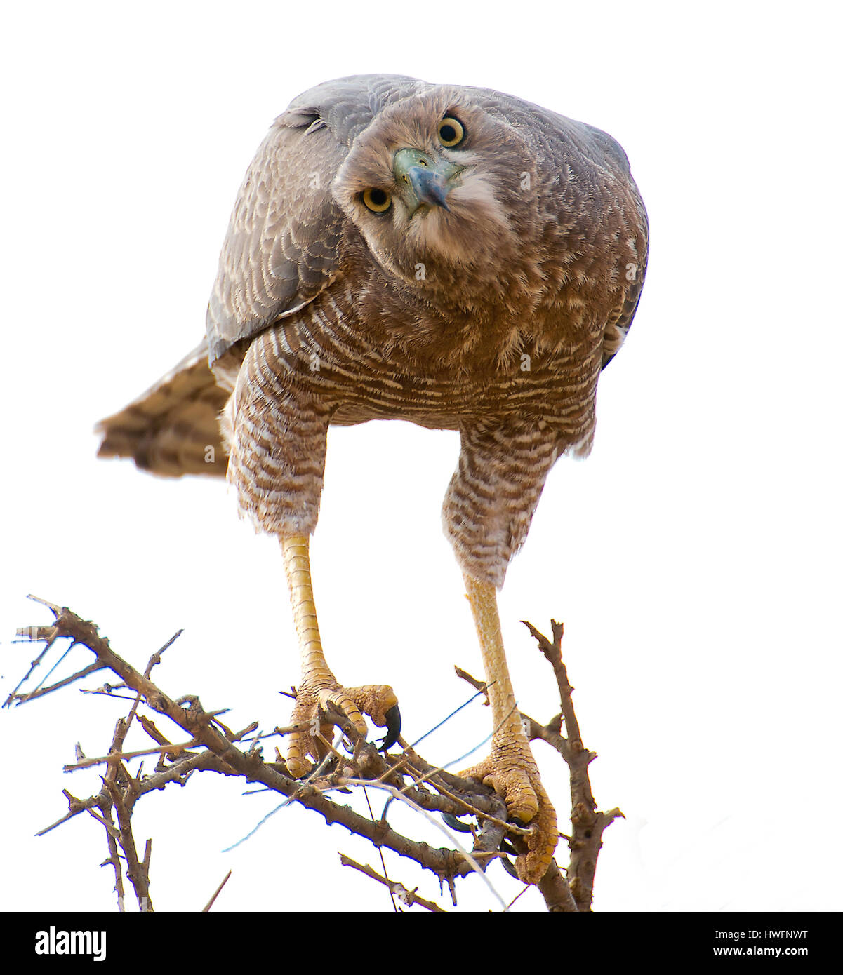 Eastern Chanting Goshawk (Melierax poliopterus - subadult) from Samburu ...