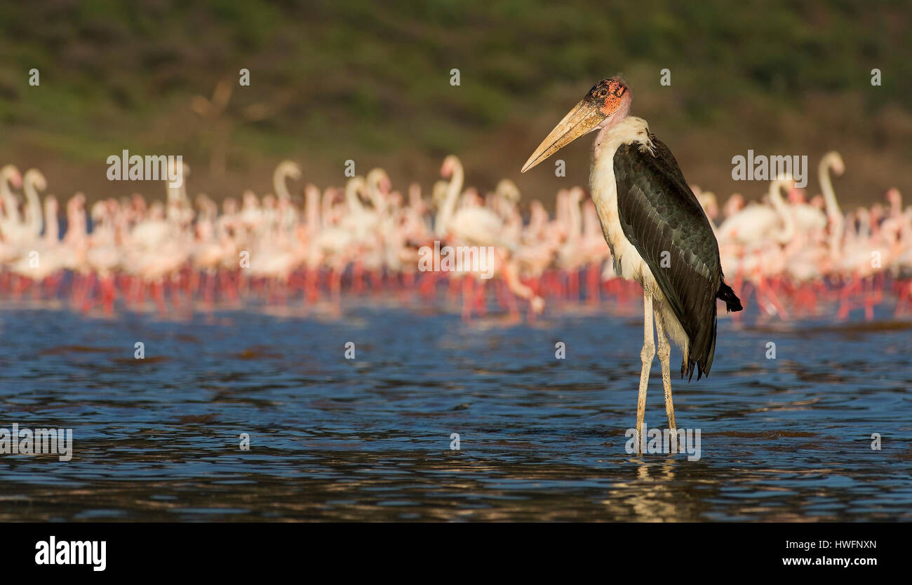 Marabou stork in front of a group of Greater Flamingos at the shores of ...
