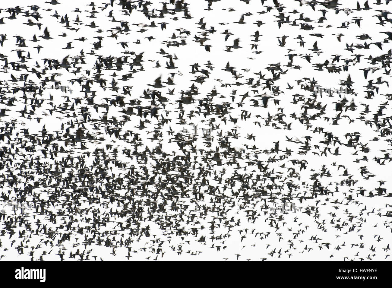 Large flock of Barnacle Geese during their annual migrationfrom ...