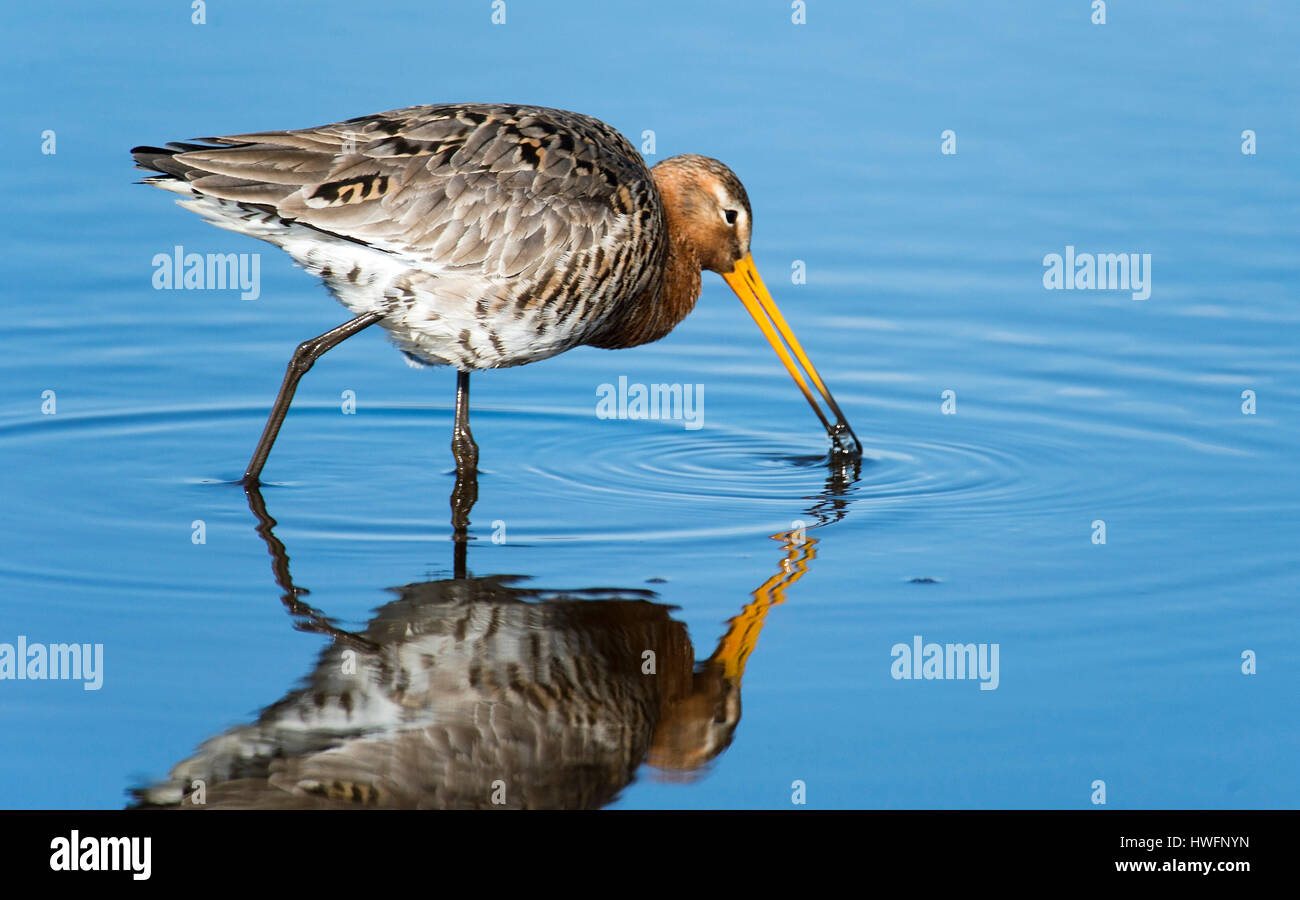 Black-tailed Godwit, Limosa limosa, from Tipperne, Denmark Stock Photo ...
