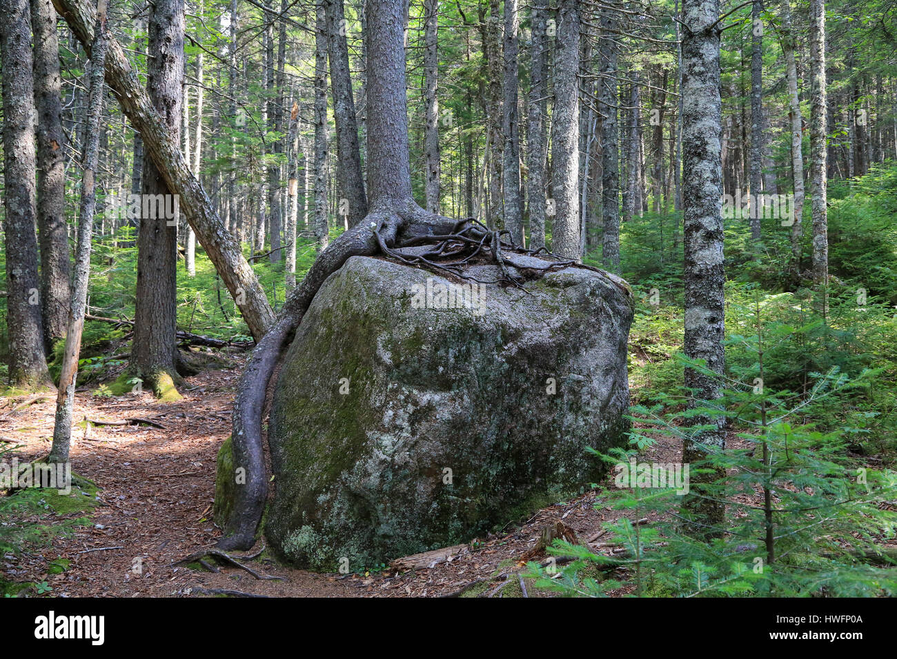 Tree growing around rock hi-res stock photography and images - Alamy