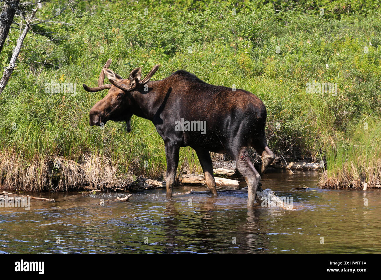 Moose brook state park hi-res stock photography and images - Alamy