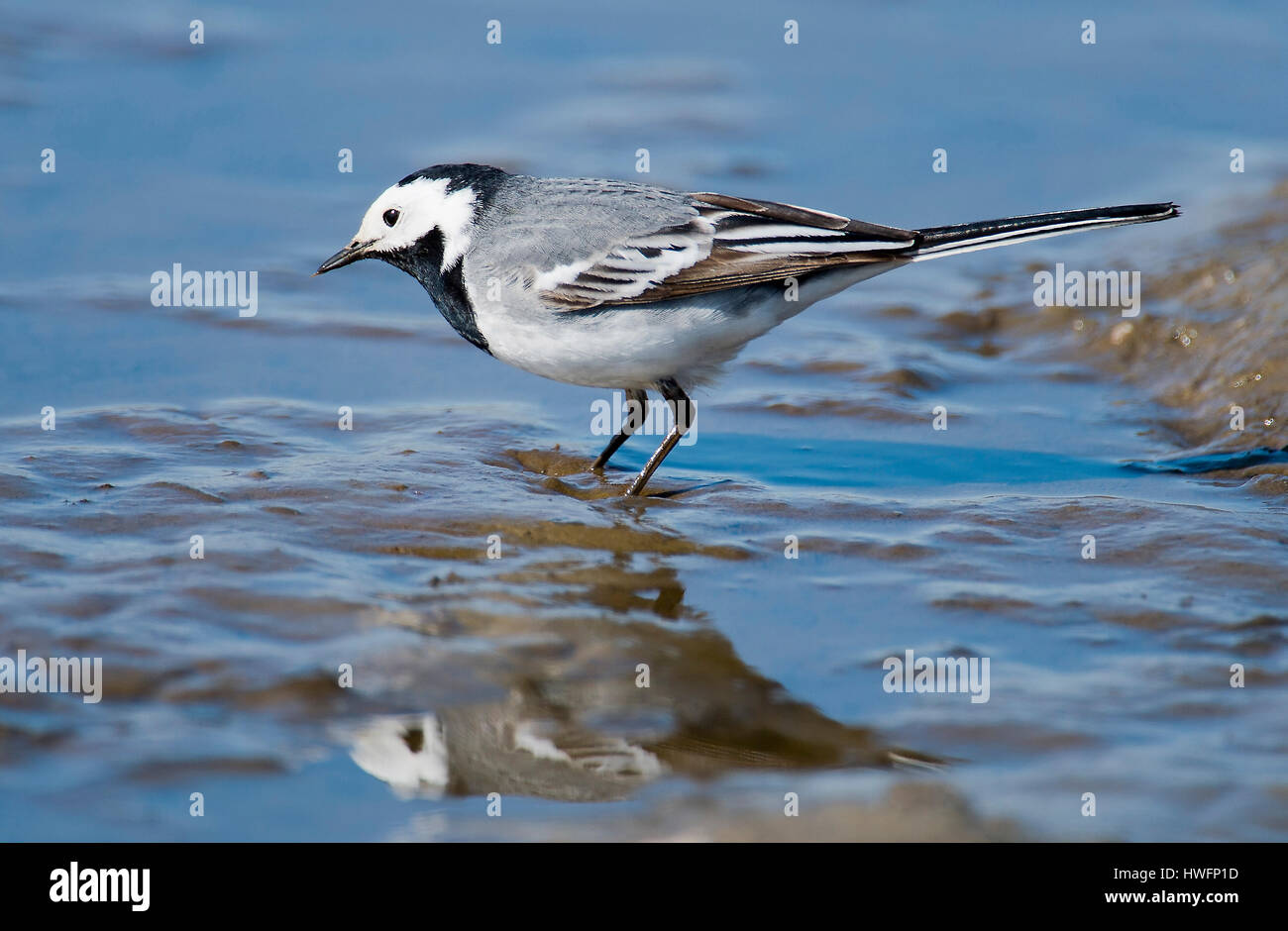 White Wagtail (Motacilla alba Stock Photo - Alamy