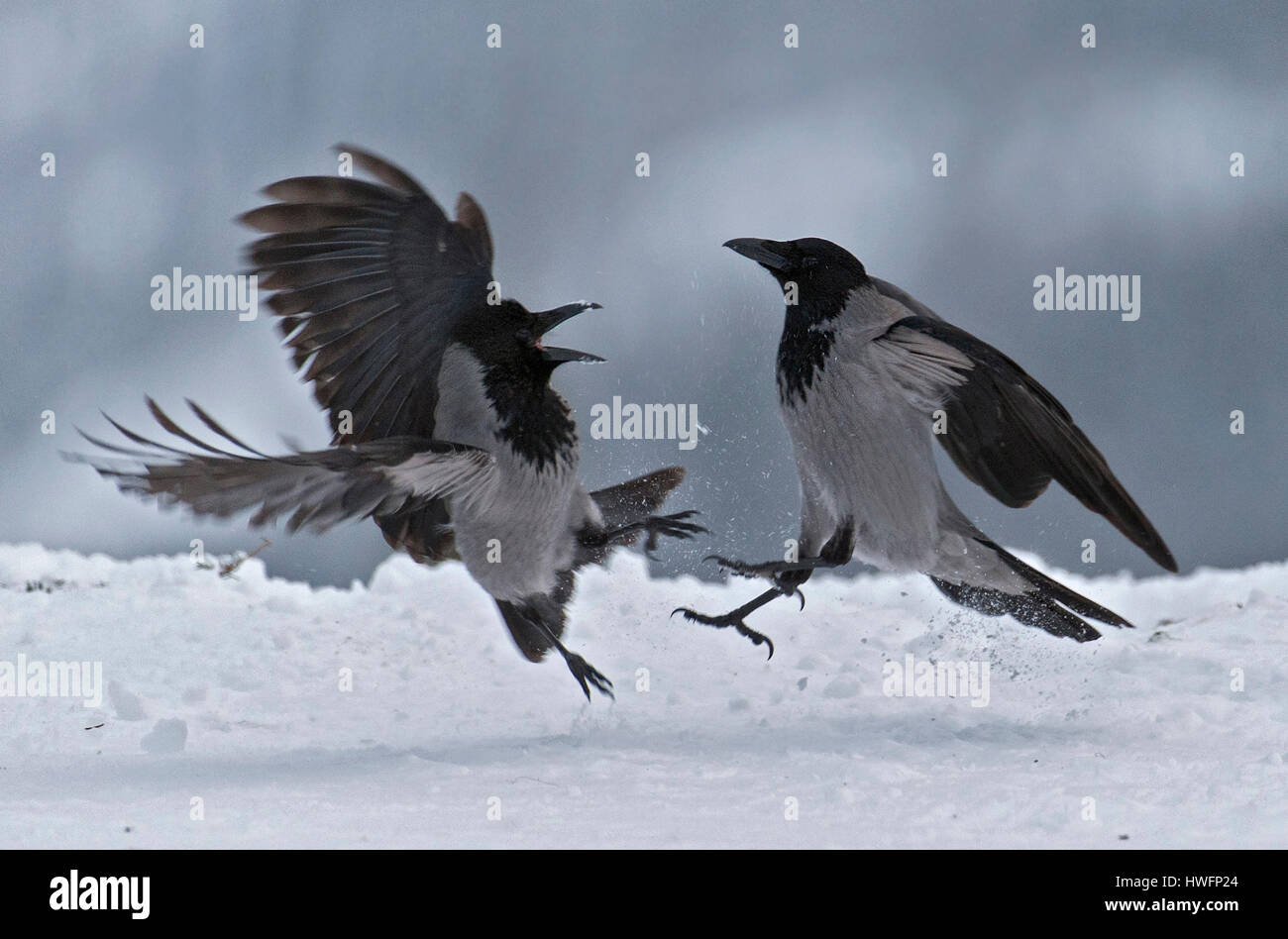 Two hooded crows fighting Stock Photo - Alamy