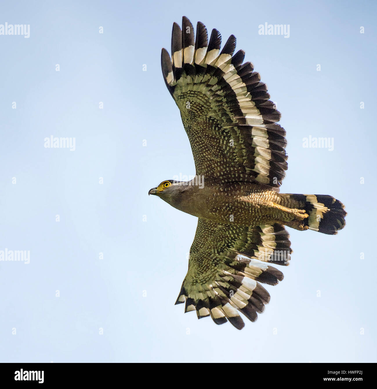 Crested Serpent-eagle (Spilornis cheela) from Tabin, Sabah, Borneo ...