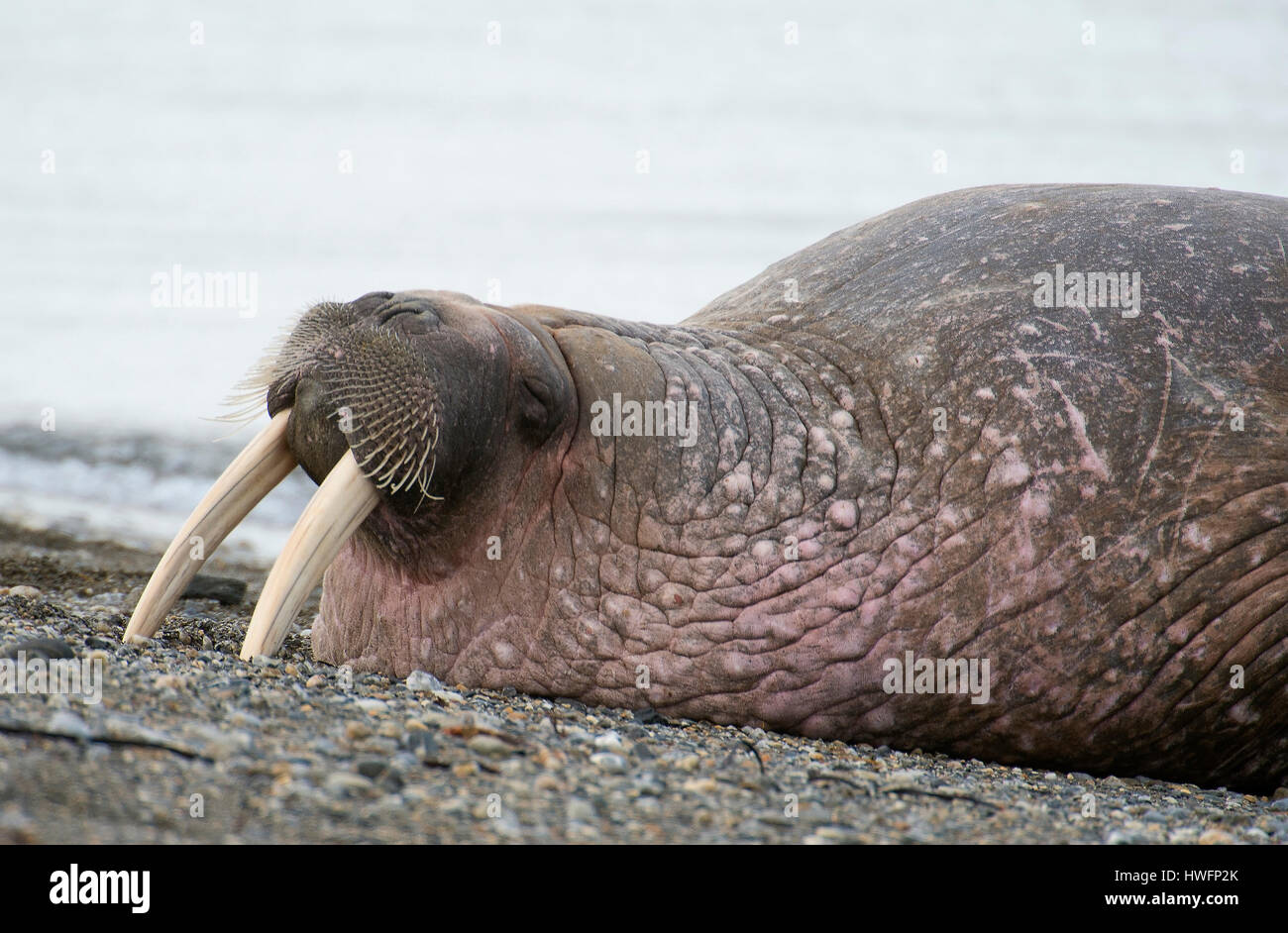 Relaxed Whale rus (Odobenus rosmarus) at Poolepynten, Prins Karls ...