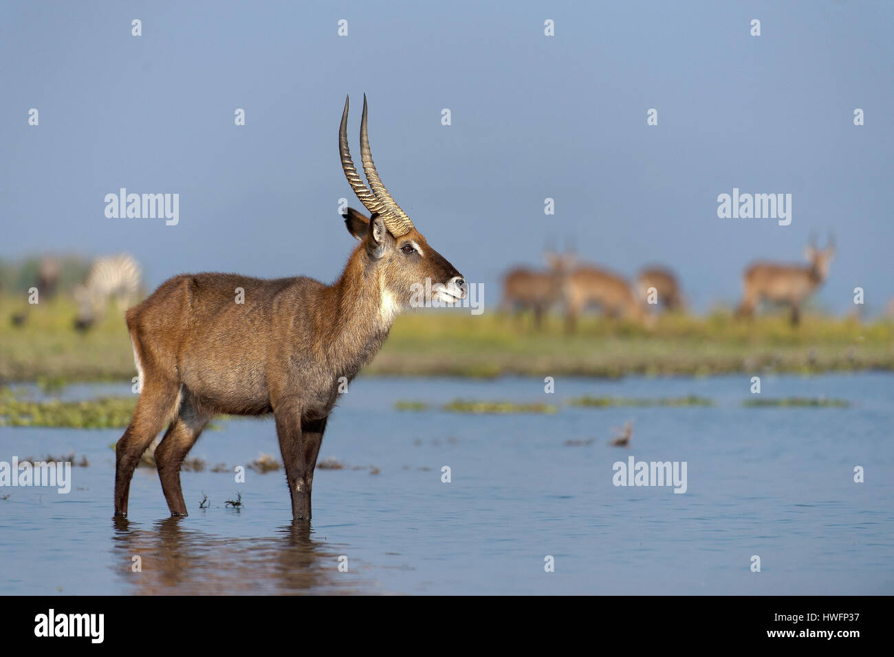 Waterbuck at Lake Naivasha, Kenya Stock Photo - Alamy