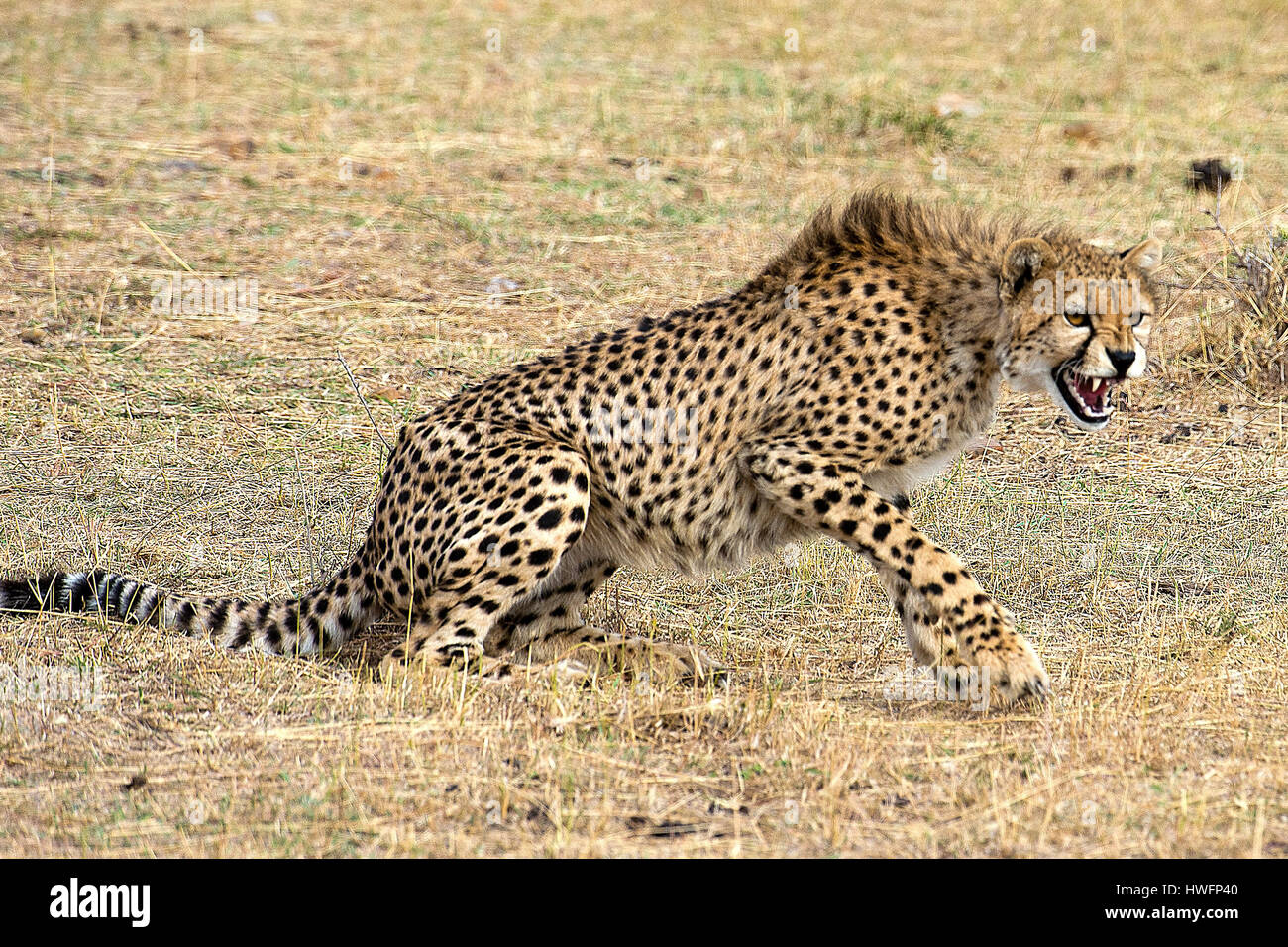 Aggressive cheetah. Maasai Mara, Kenya Stock Photo - Alamy