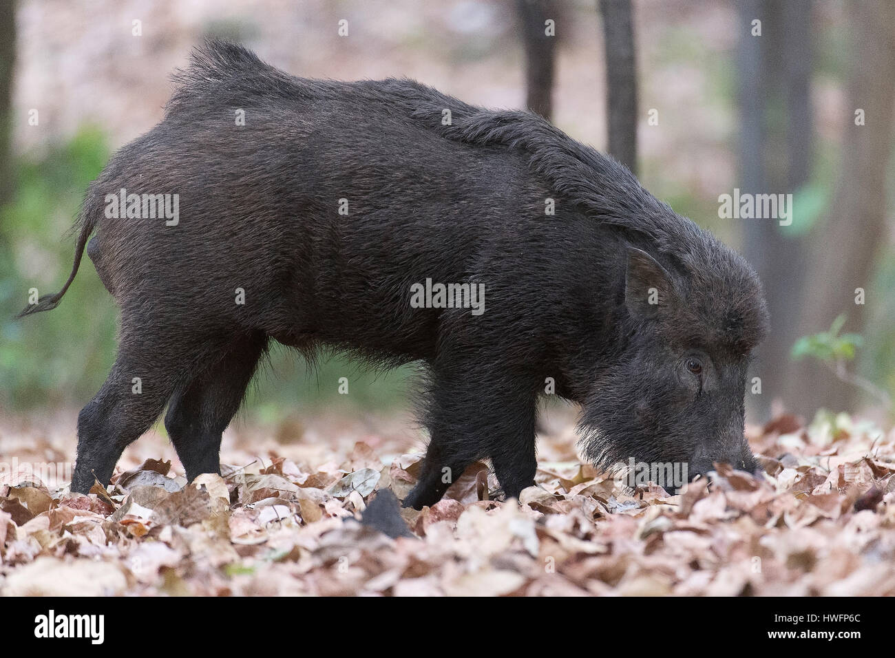 Jungle suar hi-res stock photography and images - Alamy