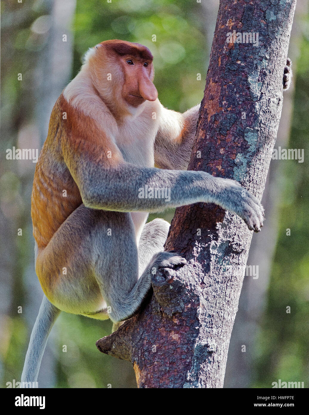 Proboscis Monkey (Nasalis larvatus) in Labuk Bay, Sabah, Borneo Stock ...