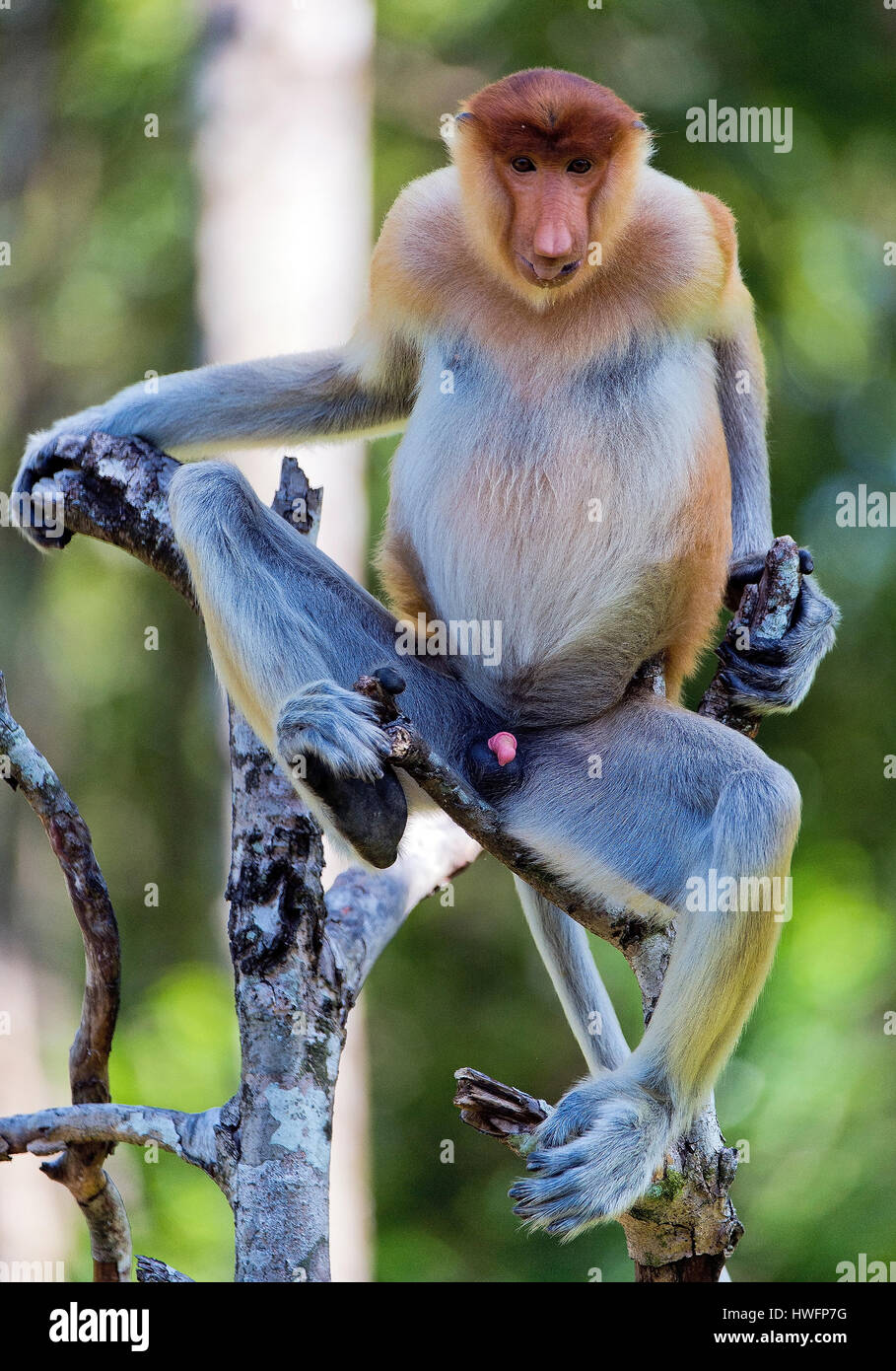 Proboscis Monkey (Nasalis larvatus) in Labuk Bay, Sabah, Borneo Stock ...