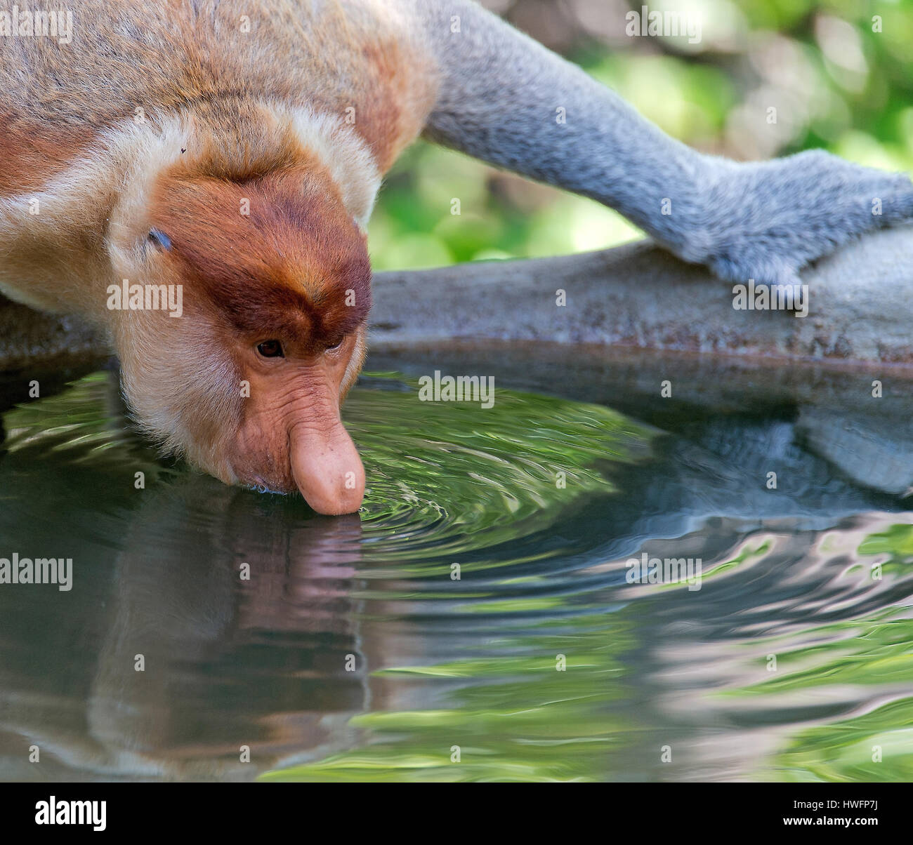 Adult male proboscis monkey nasalis larvatus hi-res stock photography ...