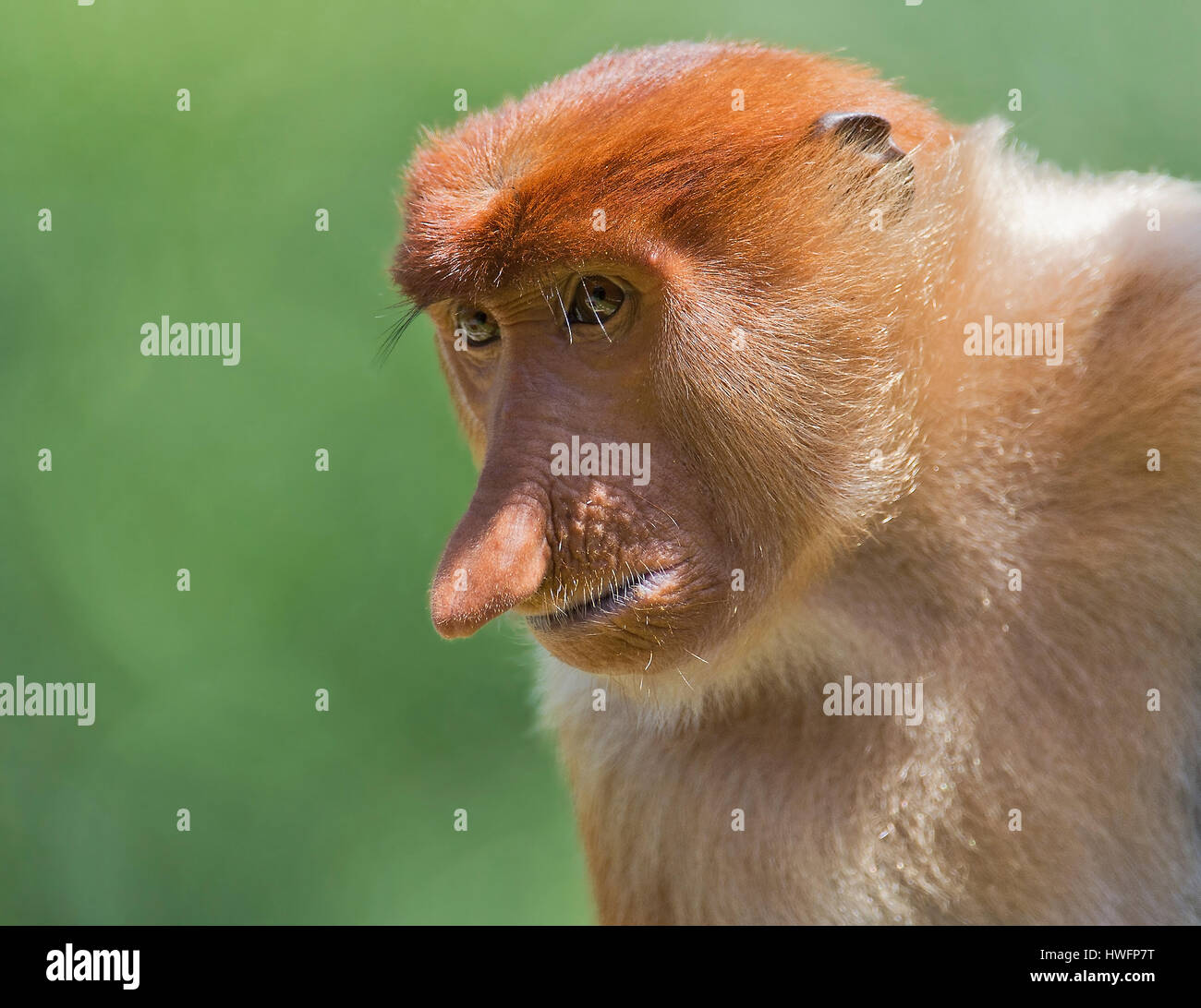 Neseape hi-res stock photography and images - Alamy