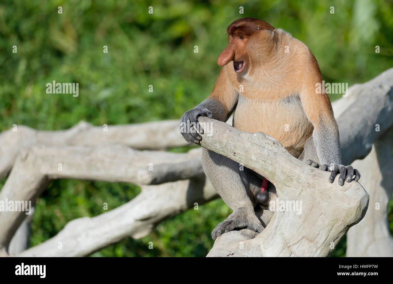Adult male Proboscis Monkey (Nasalis larvatus) in Labuk Bay, Sabah ...