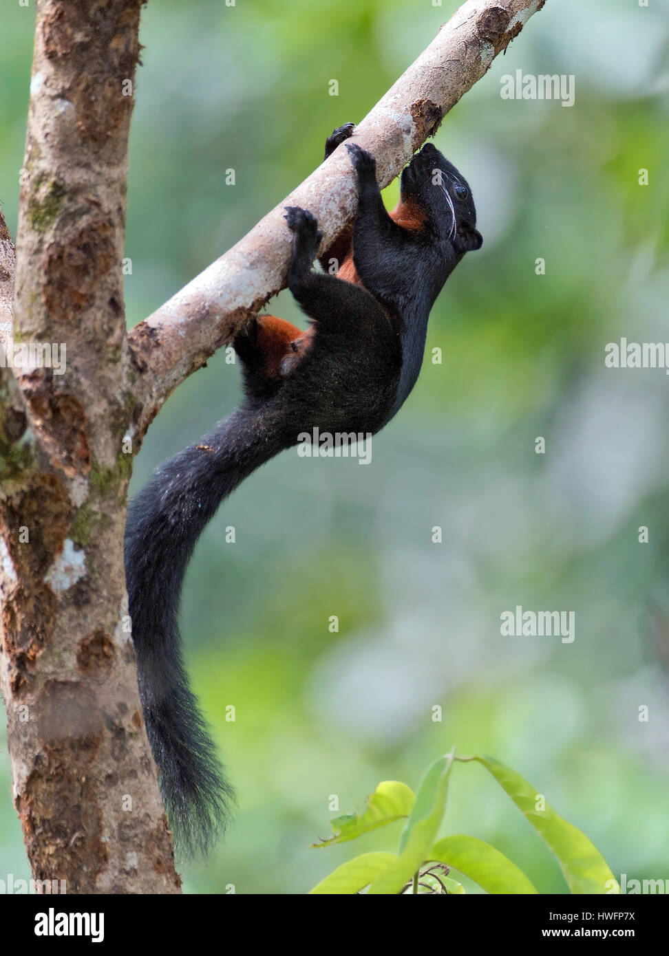 Borneo black banded squirrel hi-res stock photography and images - Alamy