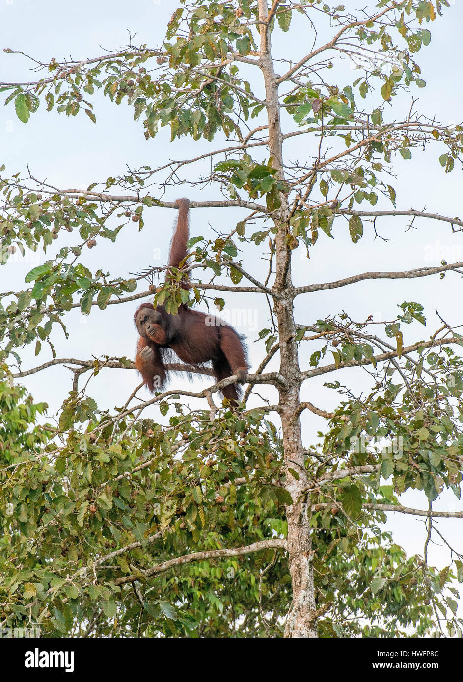 Adult male Bornean orangutan (Pongo pygmaeus) feeding on figs in the ...