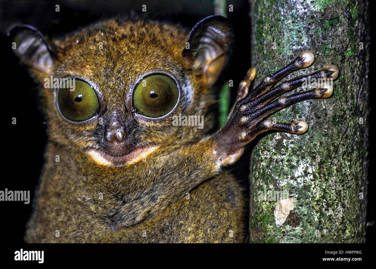 Western Tarsier, Cephalopachus bancanus, from Danum Valley, Sabah ...
